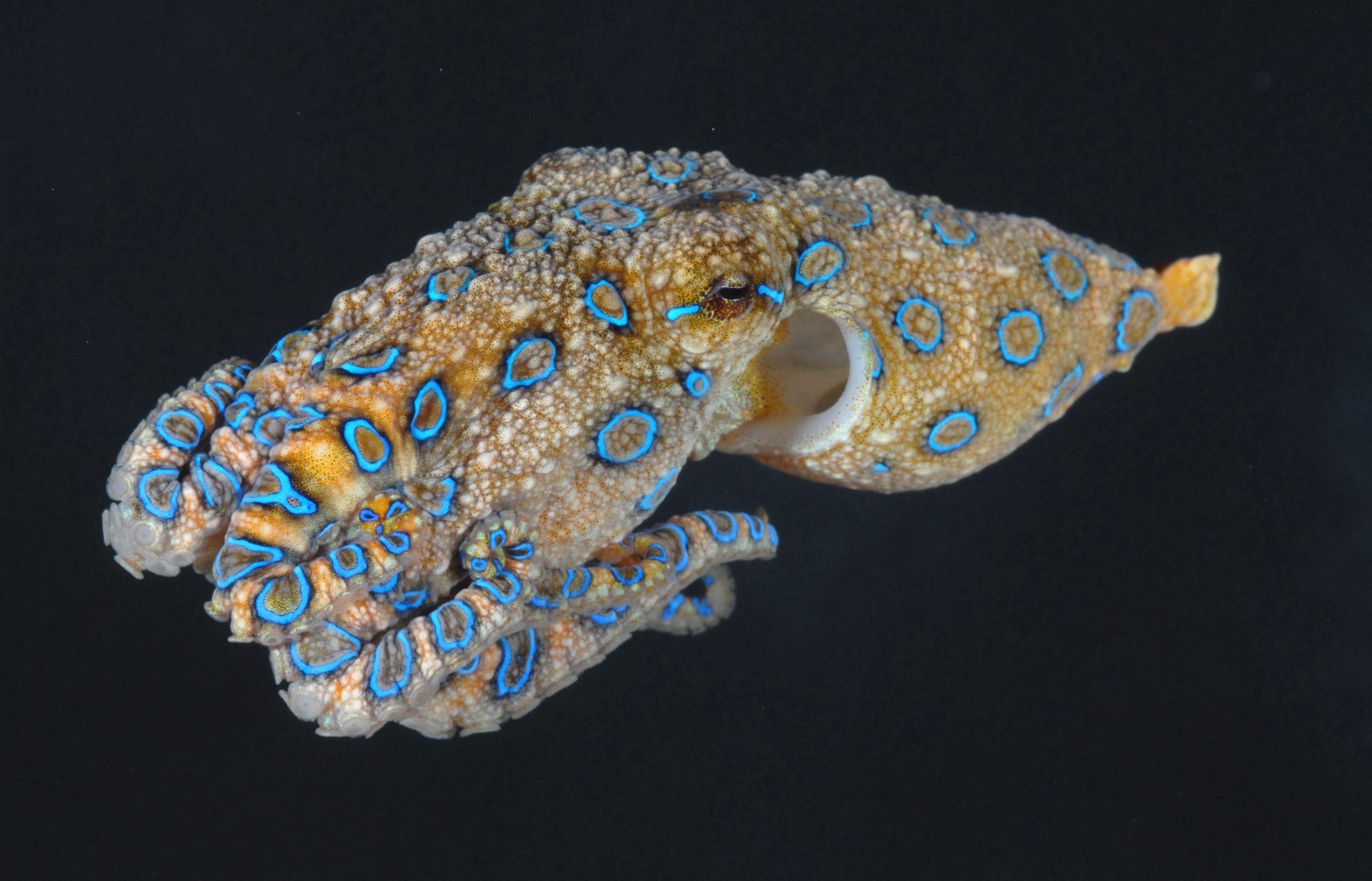 Exploring vision in animals | Australian Research Council